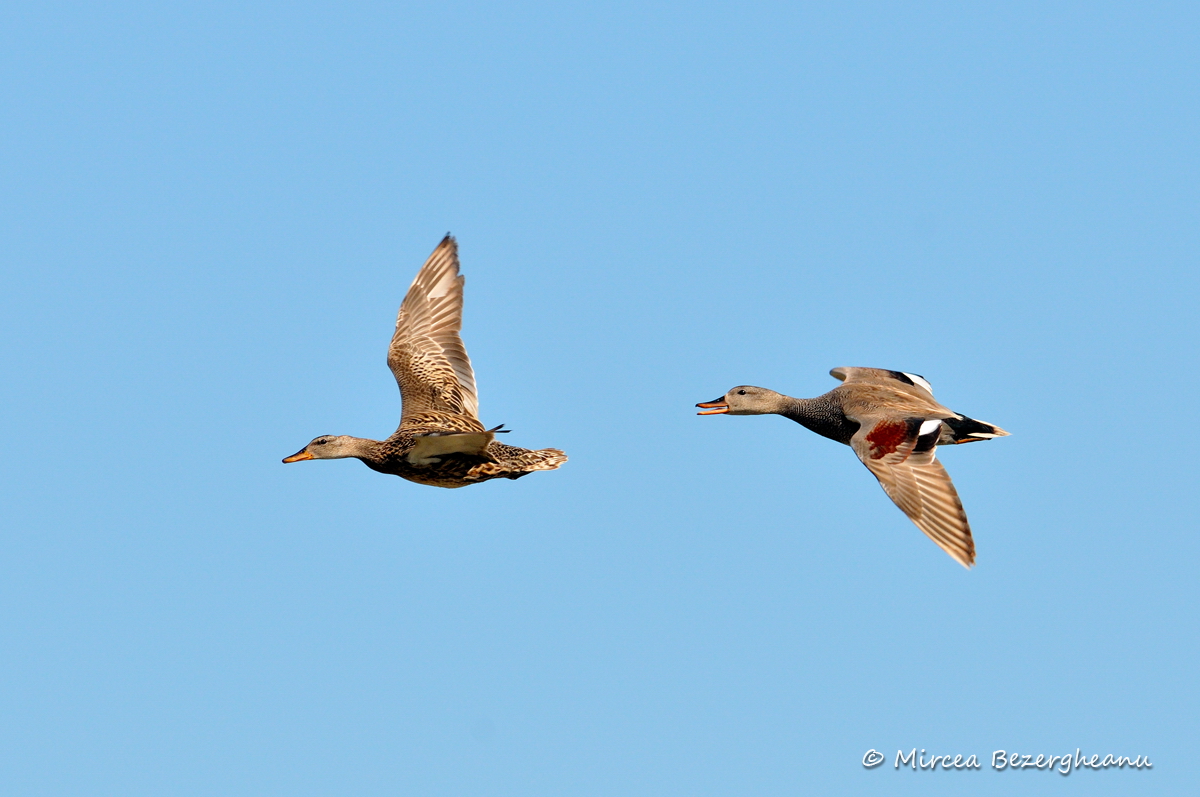 Sa vorbim despre Rațe