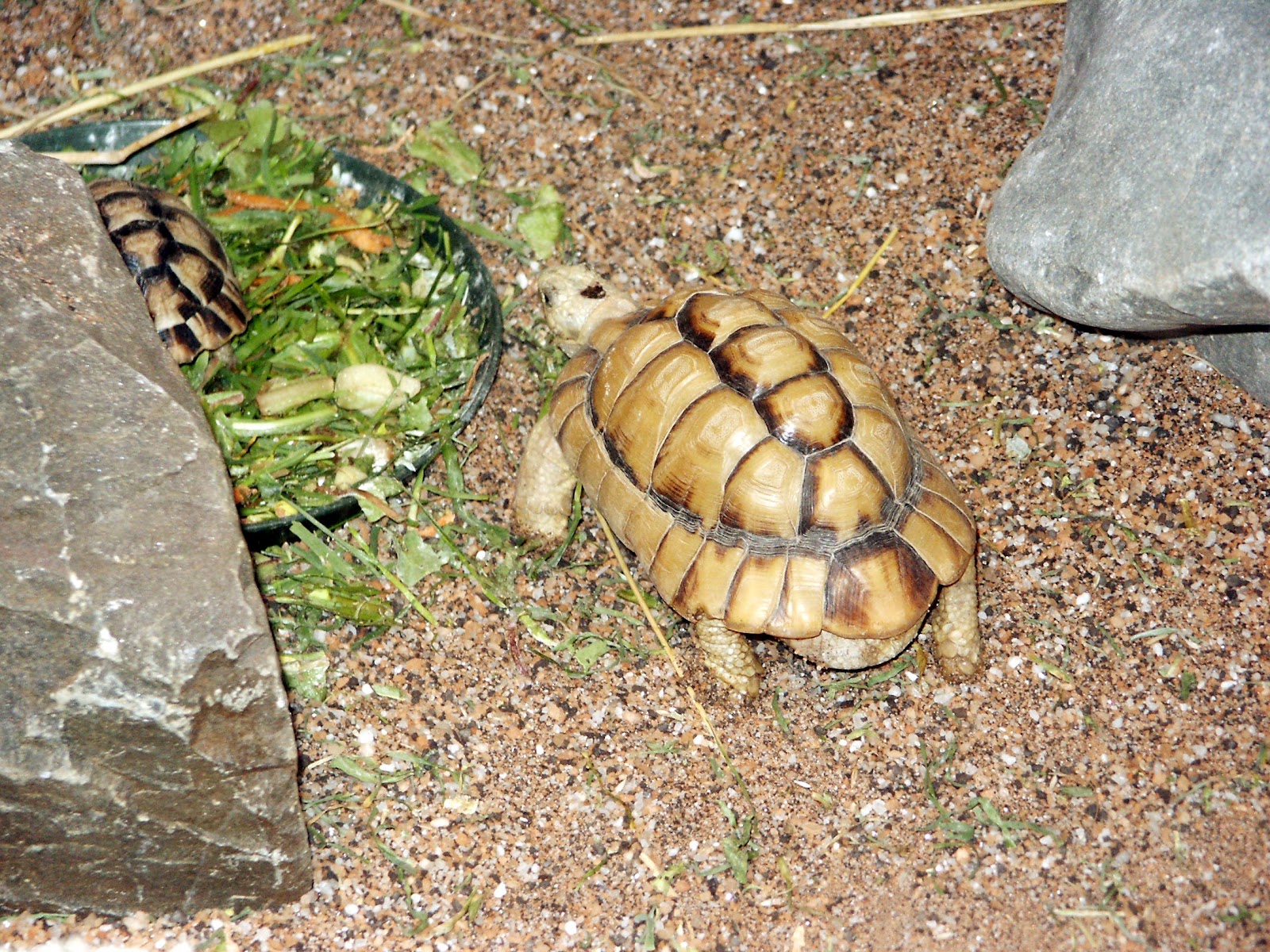 My Zoo: Egyptian Tortoise