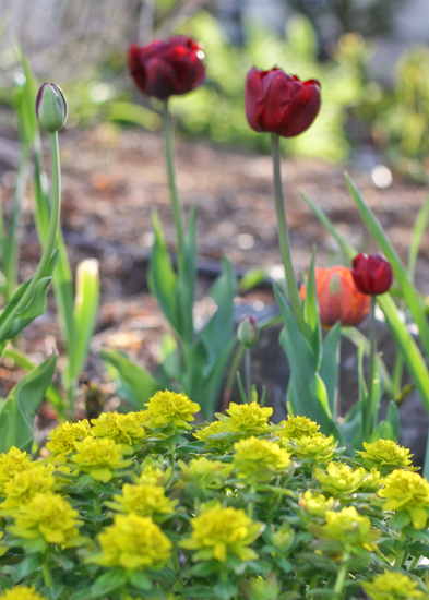 VW Garden: Spring Tulips