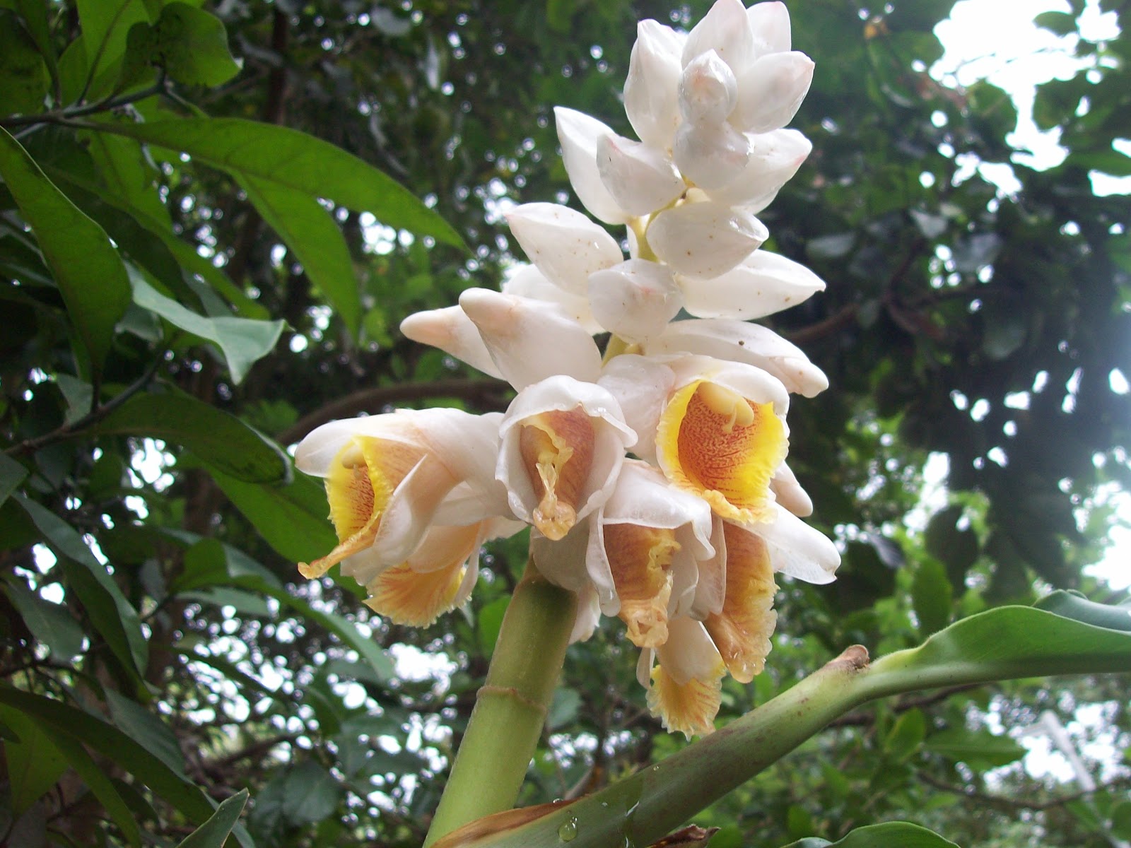 gardentropics: Shell Ginger