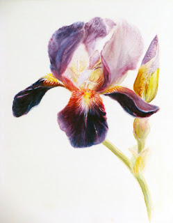 Rita Vaselli watercolors: ACQUARELLO:che passione!