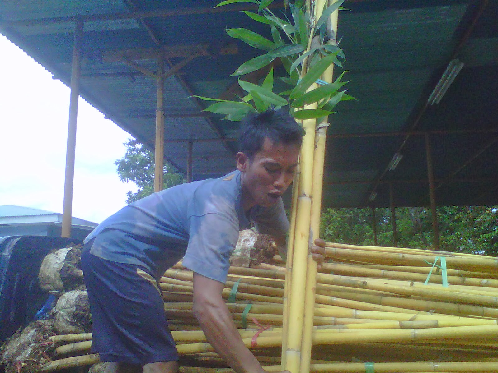 jual bam,bu hias |jual bambu kuning |jual bambu jepang ,,klisik - Raja ...