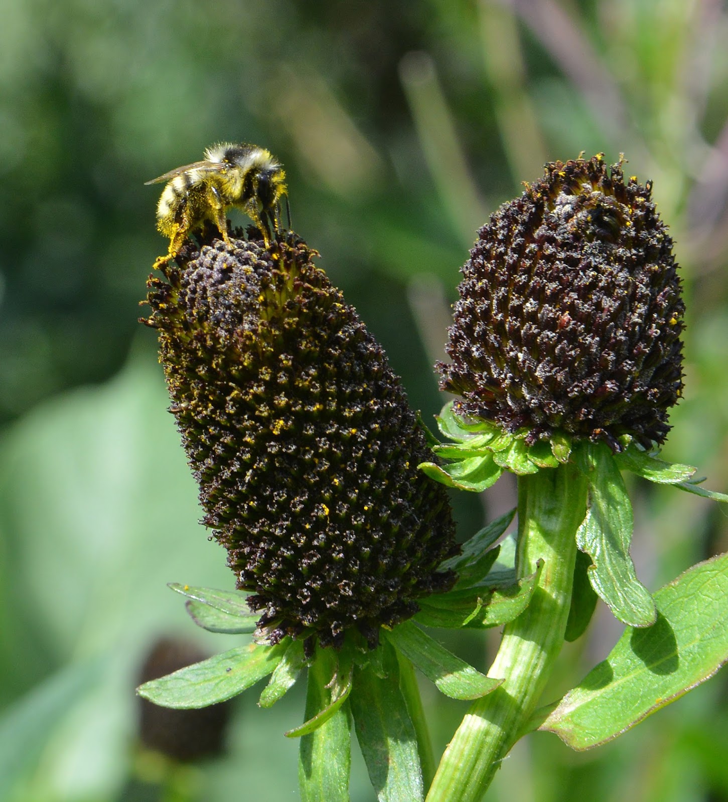 A school of fish: Bee photographs