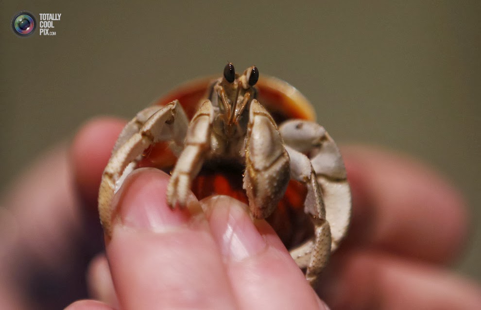 Spades & Hearts: Crab Races in a Bar in Australia