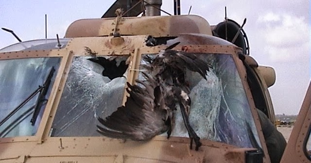 HelicopterEMS.com: BASH, BAM, BOOM: The Bird Threat