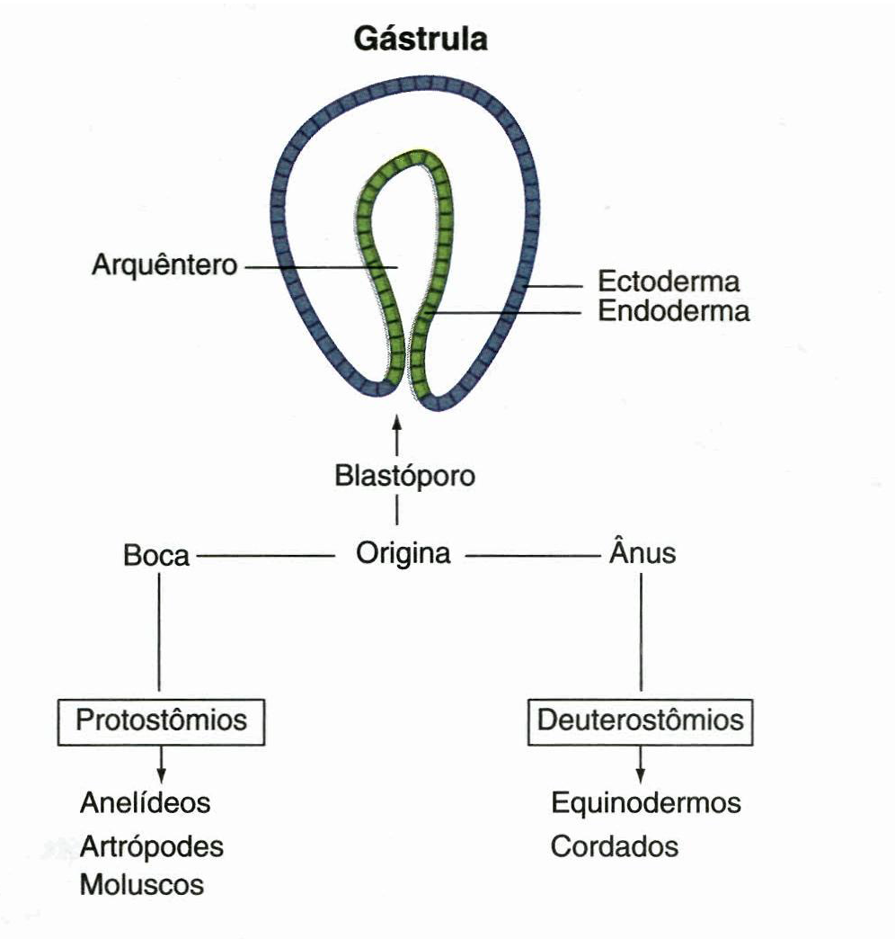 Gástrula-