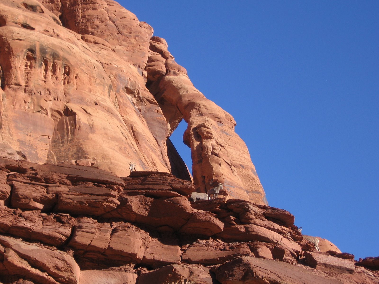 Four Corners Hikes-Arches National Park: Jug Handle Arch and Desert Big ...