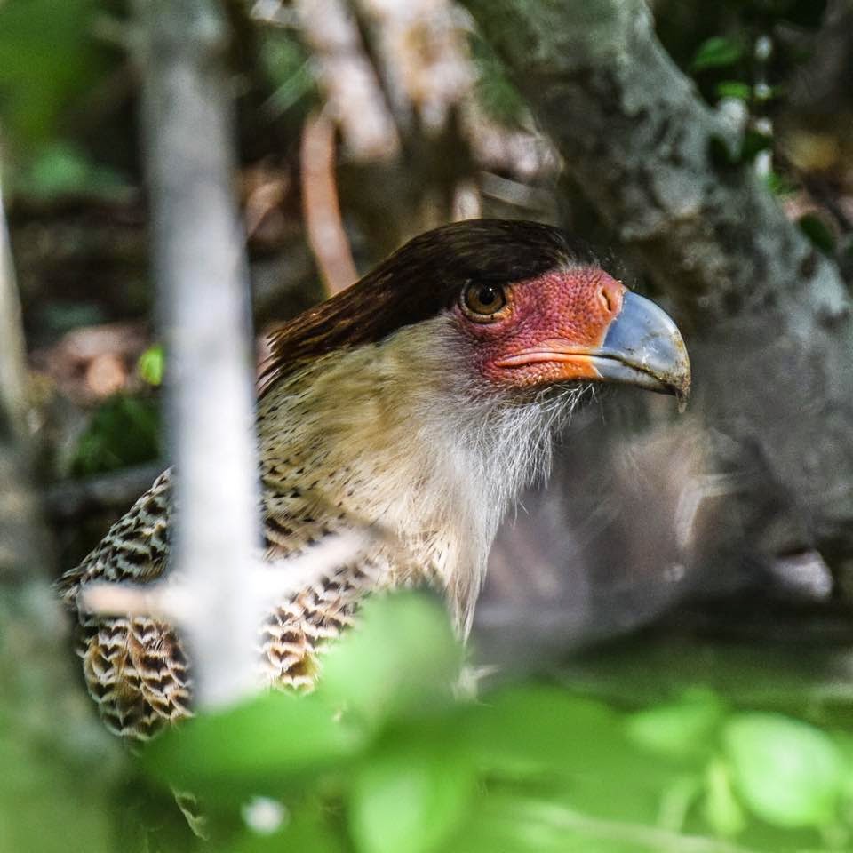 Hiking Curaçao - Flora and Fauna: Shimaruku berries