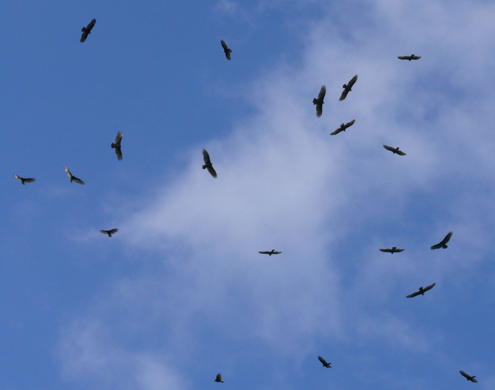 Ohio Birds and Biodiversity: Black Vultures