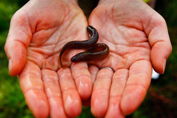 Magellan 2017: New Zealand Wildlife- The Night (Te Po)