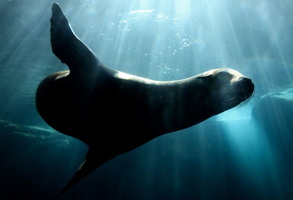 Un Mundo en Paz: El maravilloso mundo animal