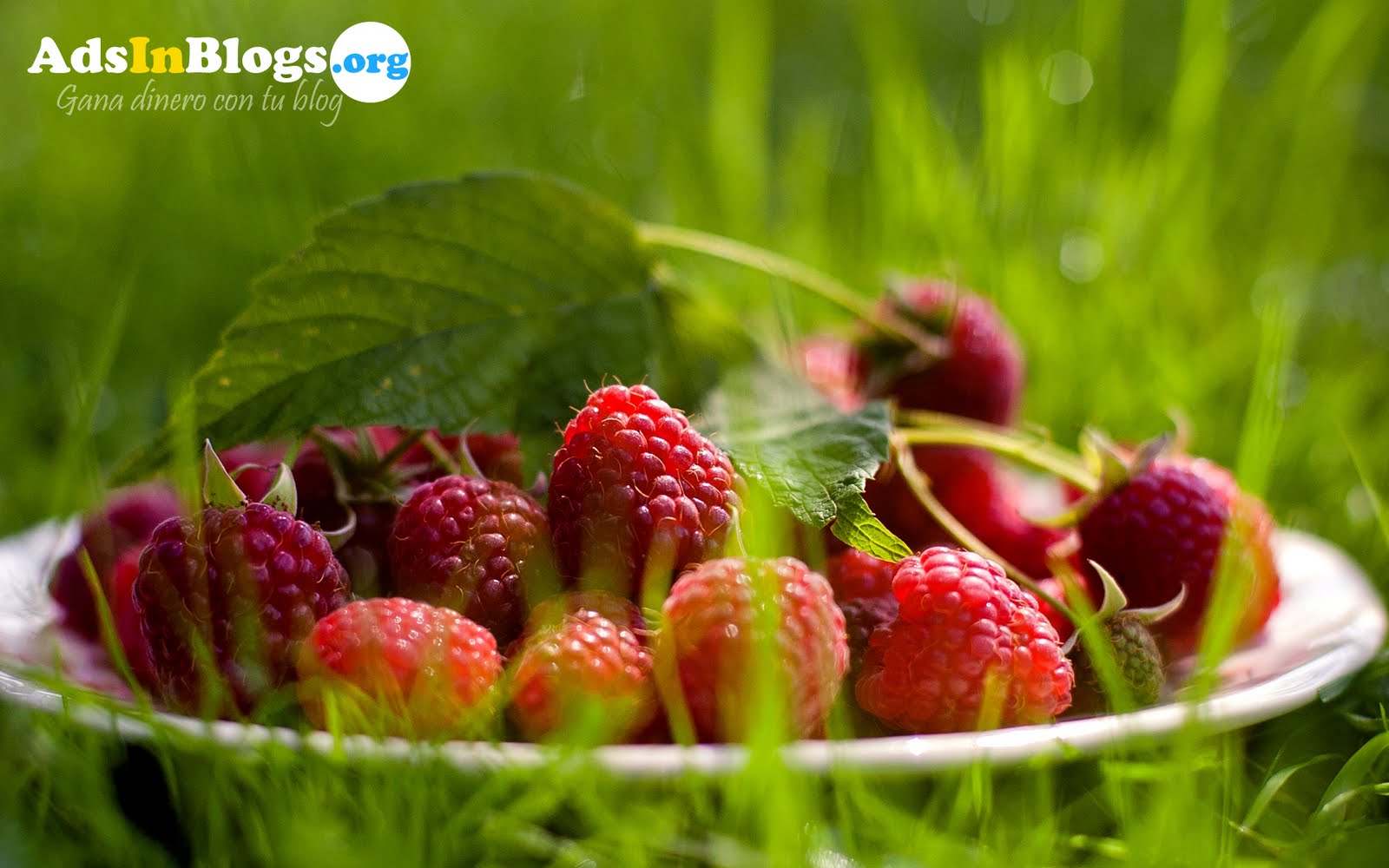 Banco de Imágenes Gratis: Frambuesas frescas del huerto - Fresh Raspberry