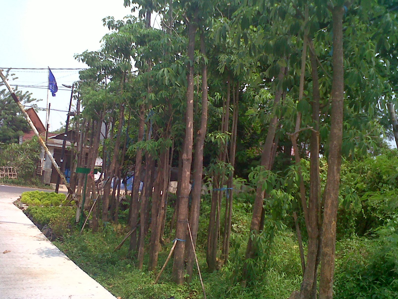 Tanaman Hias Dan Pohon Pelindung: POHON PULE,PULAI