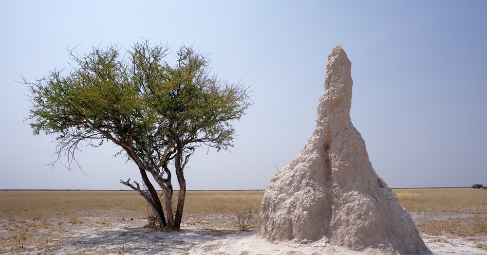The Termite Mounds of Okavango Delta | Amusing Planet