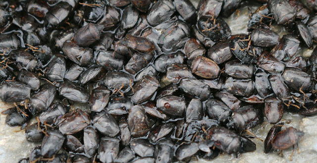 Hama Tanaman Padi Kepinding