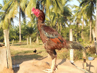 Fighting Rooster: Asil Breed