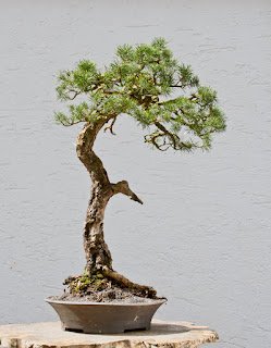Walter Pall Bonsai Adventures: Scots Pine literati avaiable