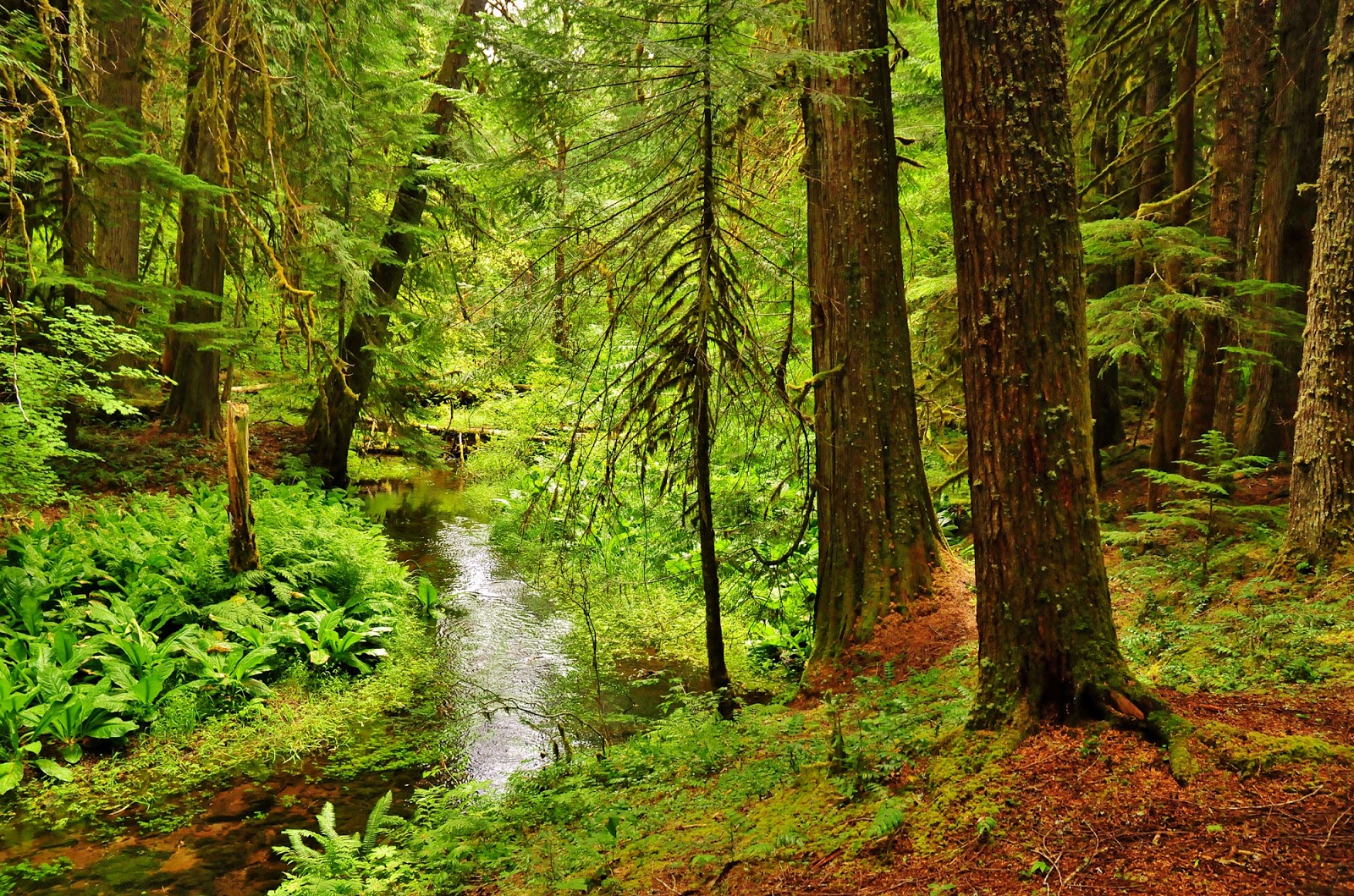 BANCO DE IMÁGENES GRATIS: 14 Fotos de Paisajes Naturales, Bosques ...