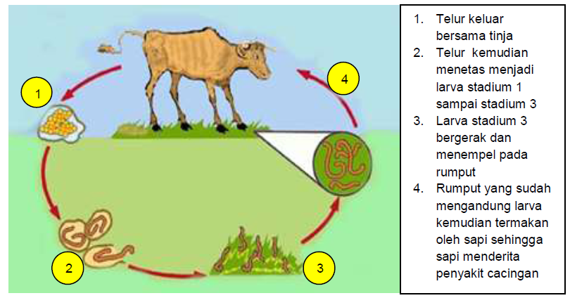 Penyakit Helminthiasis (Cacingan) pada Ruminansia - ISMAPETI WILAYAH III