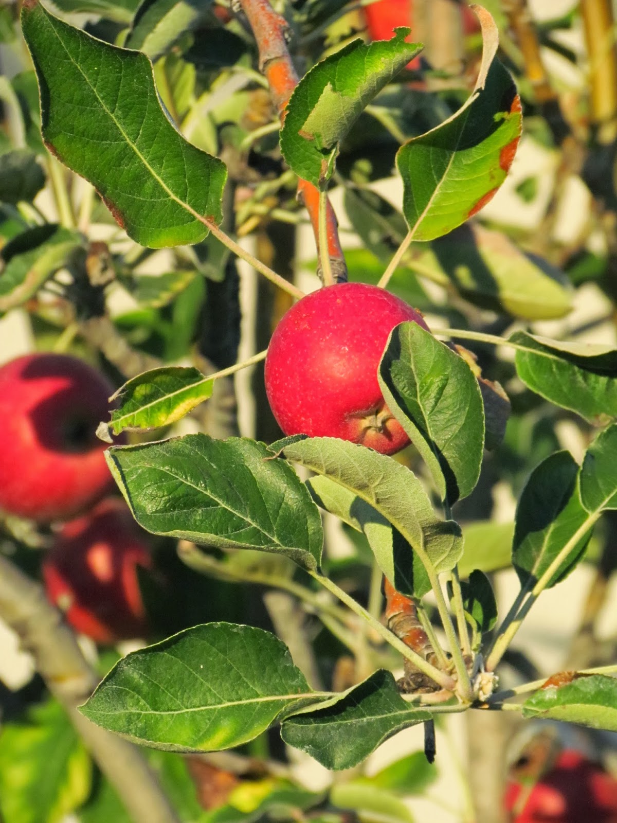 Aunt Gretchen Joins the Blogosphere: November 2013