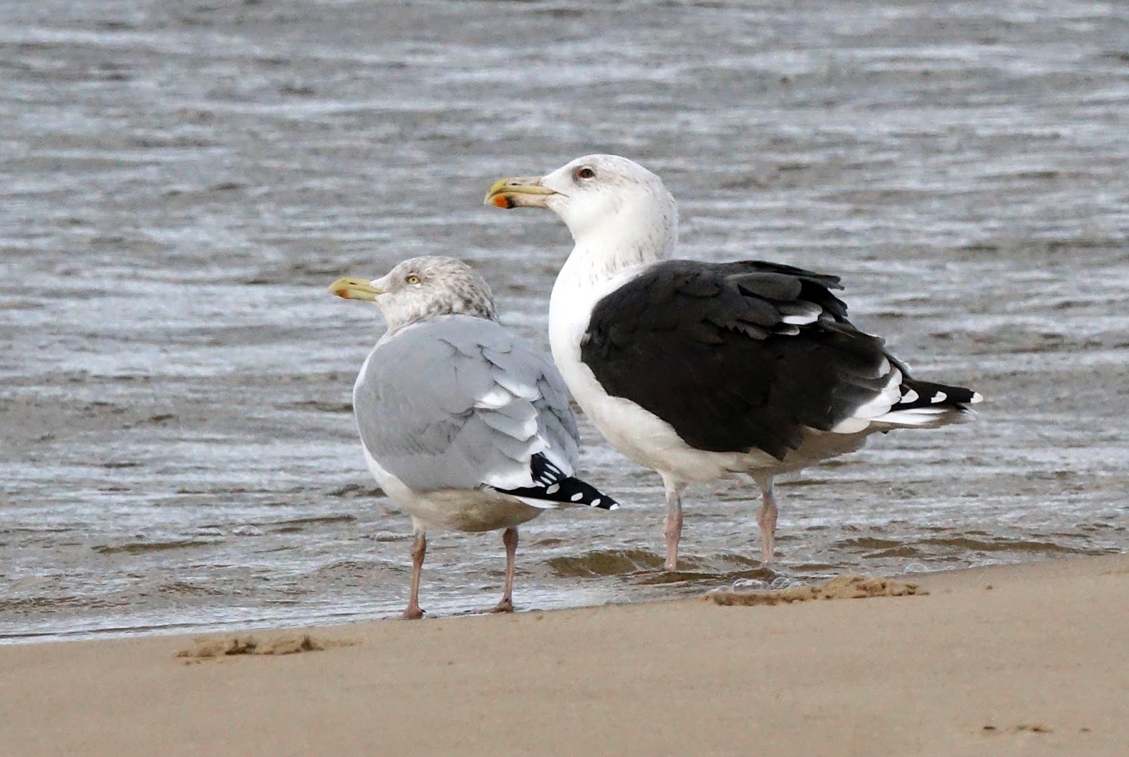 Recent Sightings: Great Black-backed Gulls at Grand Haven