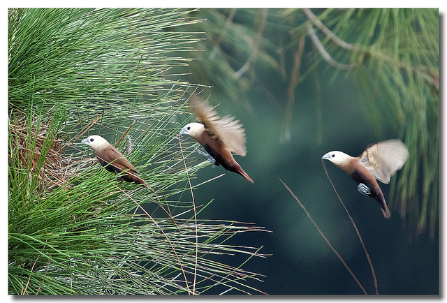 Charles.Hieu: CHIM RI - VIỆT NAM
