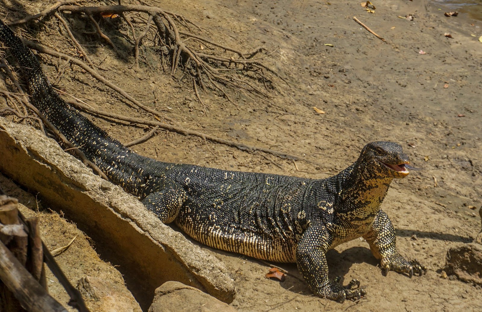 Cannundrums: Asian Water Monitor