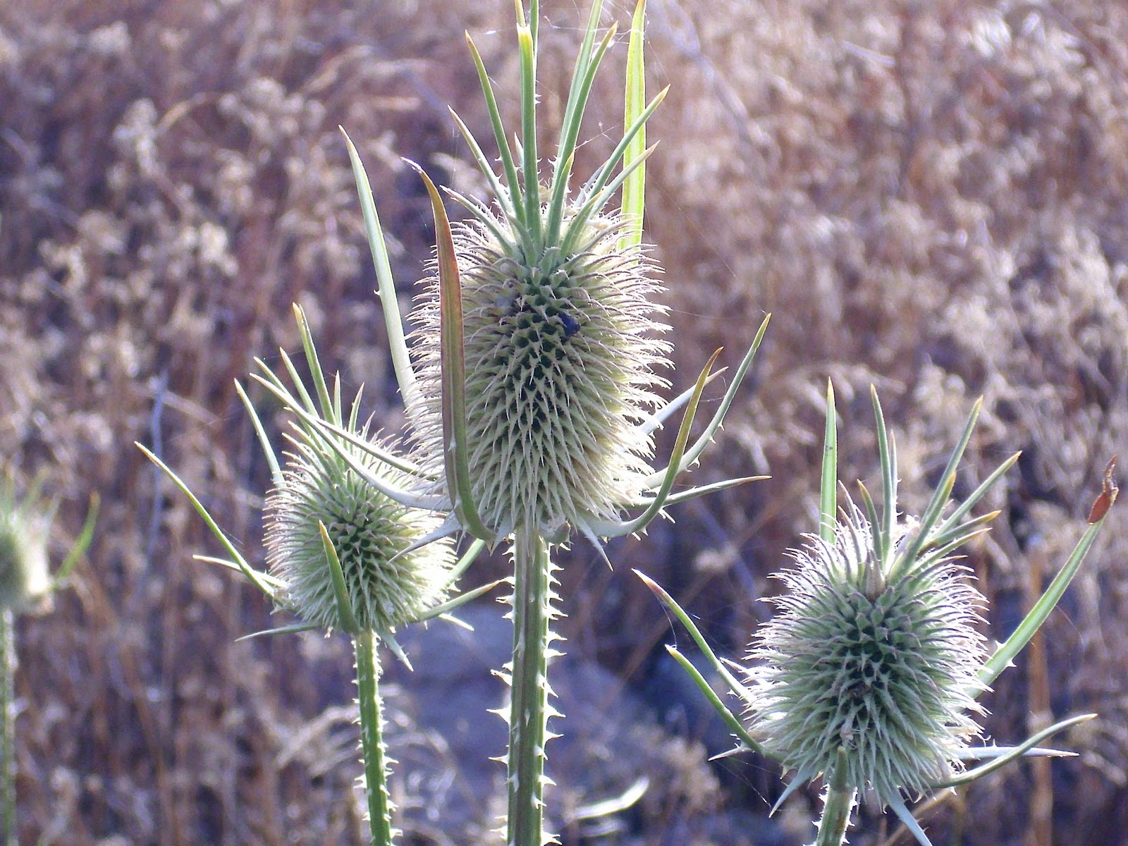 Herbari remeier: Cardó: per cardar… la llana