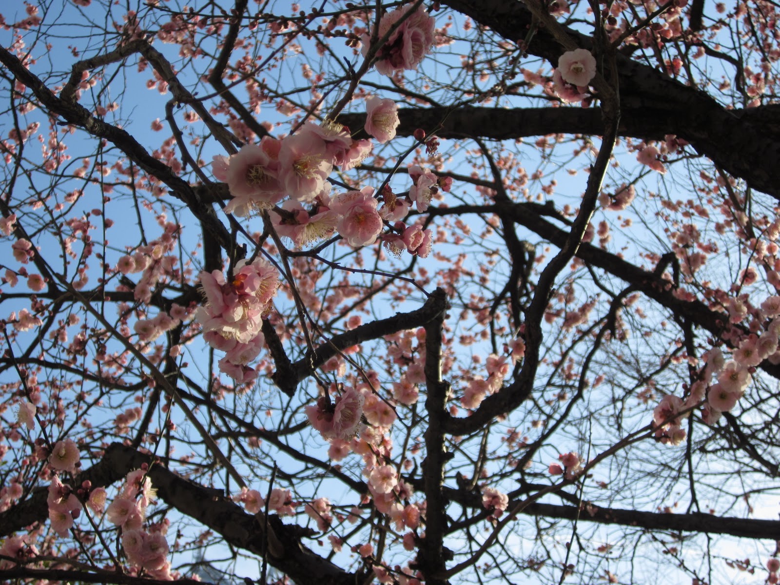 The Japan Chronicles: The Spring of Japan