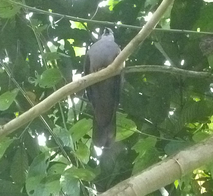 Bicolored Wren, a species new for Panama