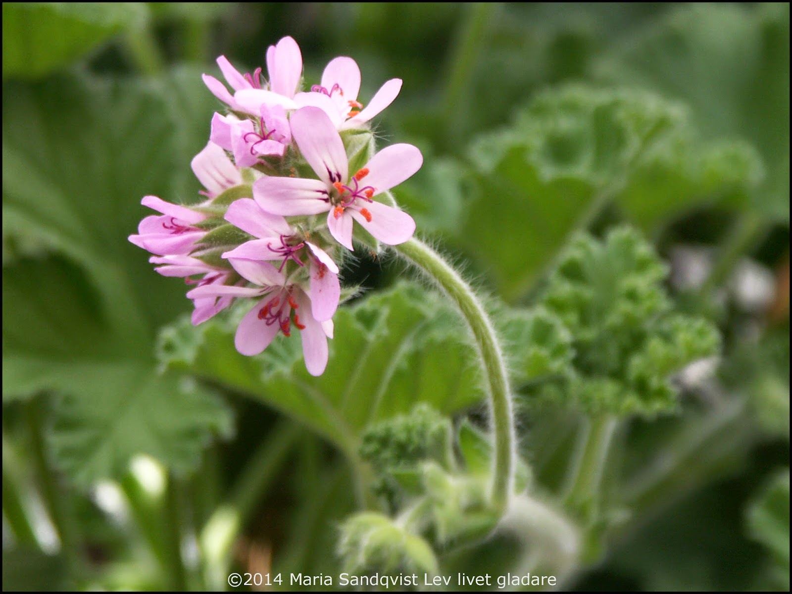Lev livet gladare: P. capitatum