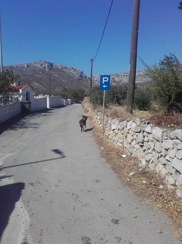 ΦΟΛΕΣ ΚΑΙ ΝΕΚΡΑ ΖΩΑ ΒΡΗΚΑΝ ΣΤΗΝ ΕΛΙΑ ΧΕΡΣΟΝΗΣΟΥ ΚΑΙ ΣΤΟΥΣ ΑΡΜΕΝΟΥΣ ...