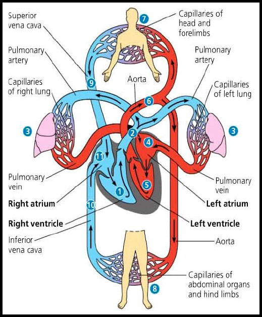 Sistem Peredaran Darah Kecil dan Besar (Pengertian, Fungsi, dan ...