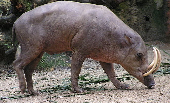 IMÁGENES Y FOTOS DE ANIMALES: Puerco Ciervo