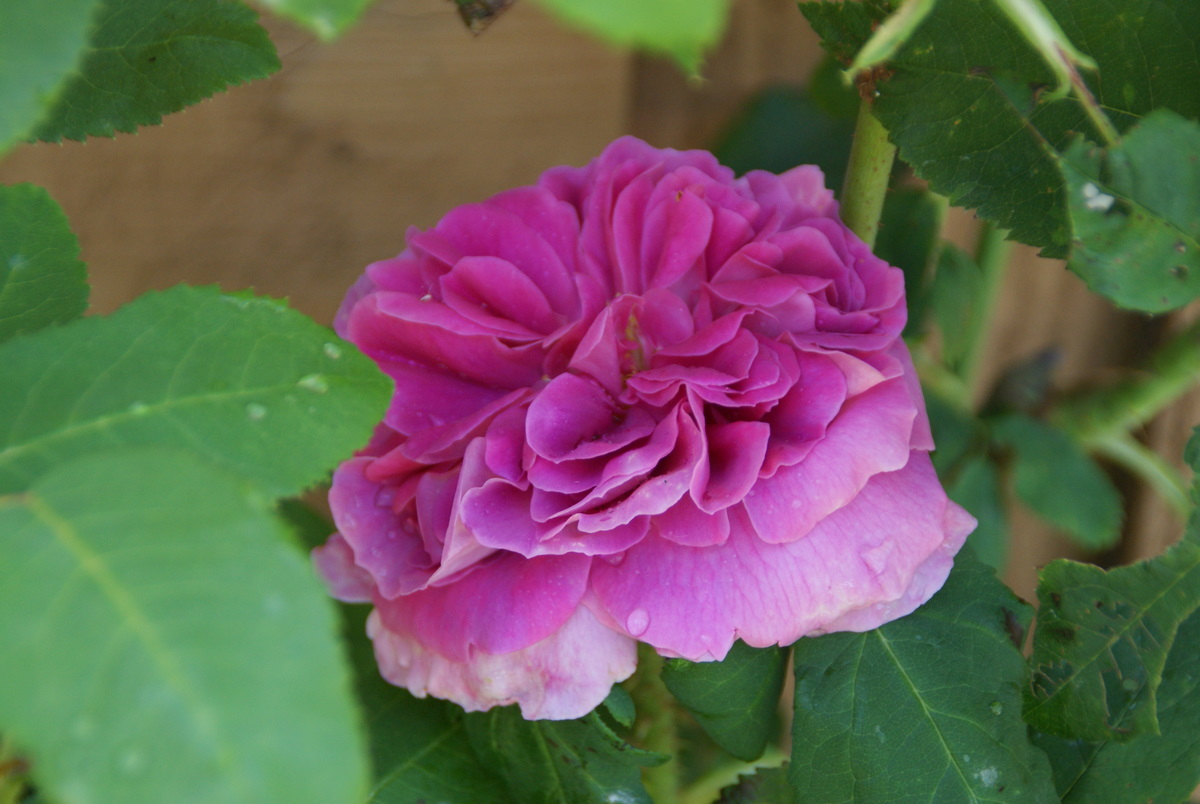 Organic Garden Dreams: June Roses