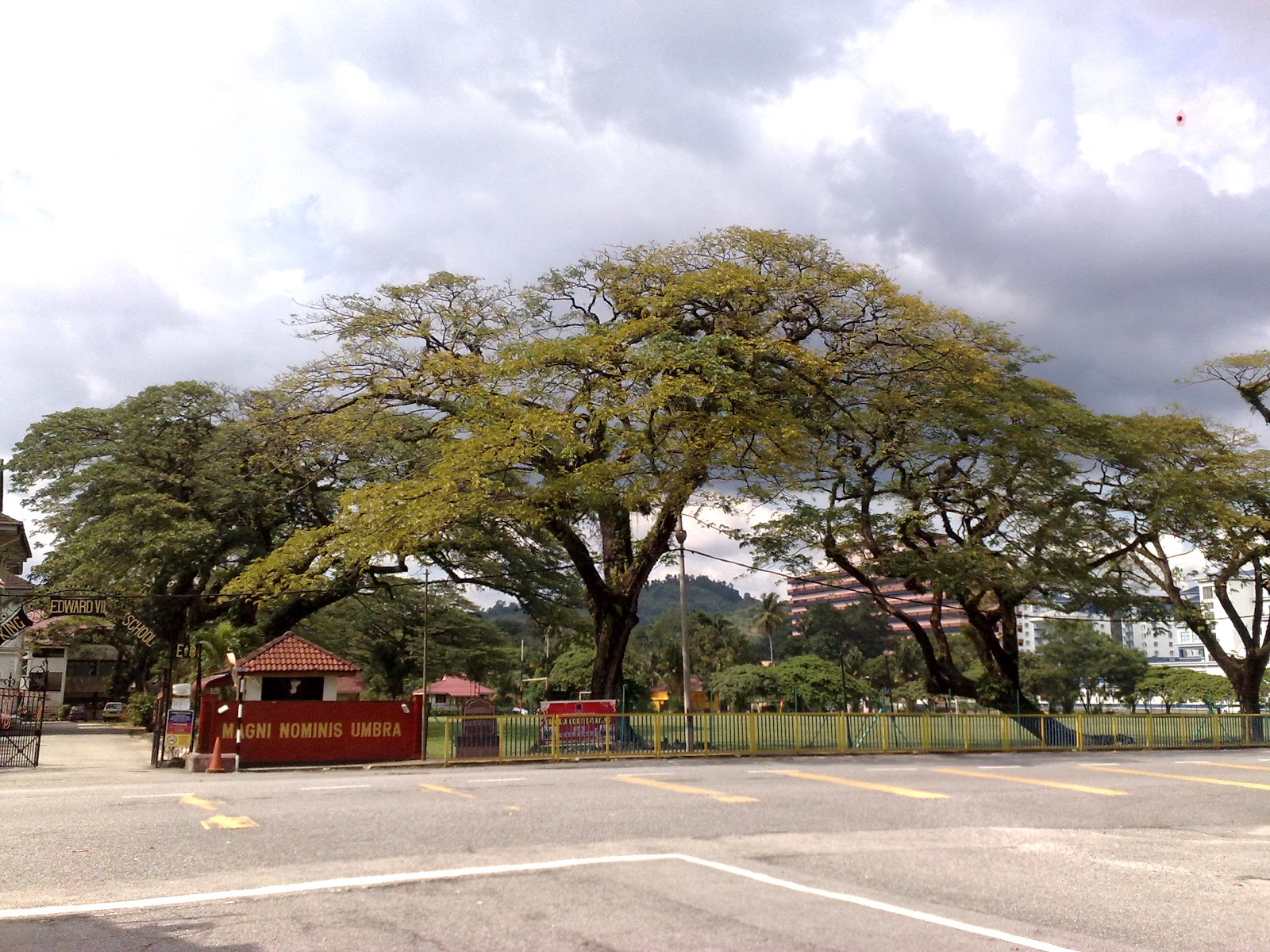 Taiping Photo Gallery: Taiping Lake Gardens - Get To Know Your Rain Trees