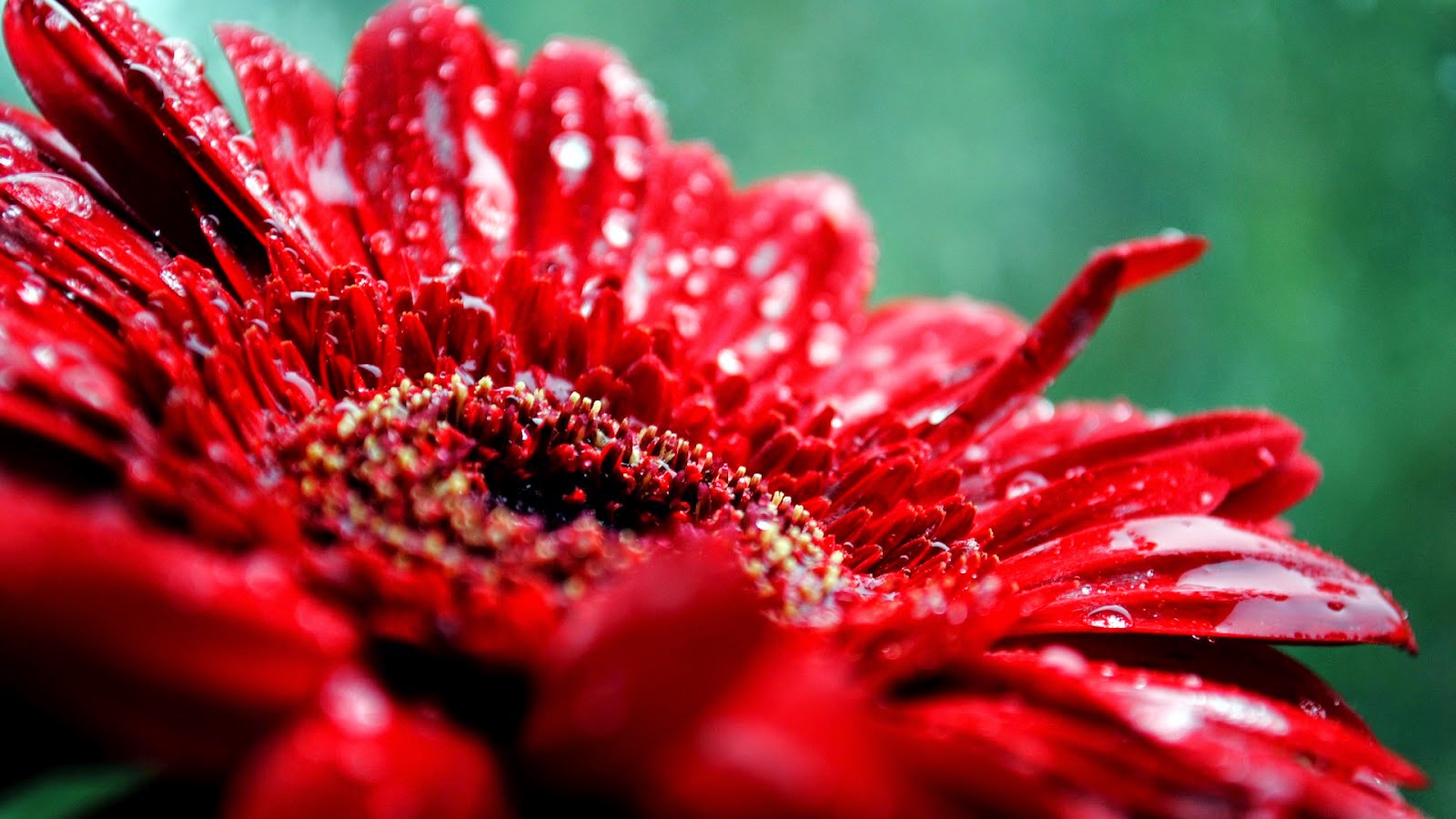 Flores Rojas, parte 2 - IMÁGENES PARA WHATSAPP ® y Fotos para perfiles