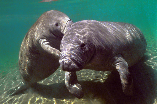 Manatees