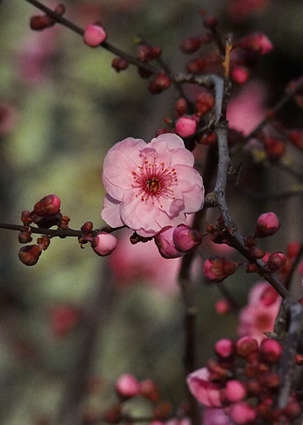 Colin Blogs: Plants I'm Growing: First Blooms—Pink Flowering Plum ...
