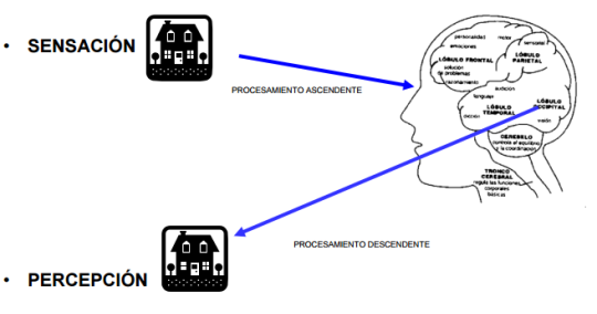 Principales Sistemas Sensoriales: Sistemas Sensoriales