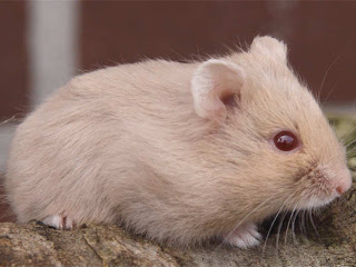 My Hammies World: Campbell's Russian Hamster Colors, Patterns And Coats