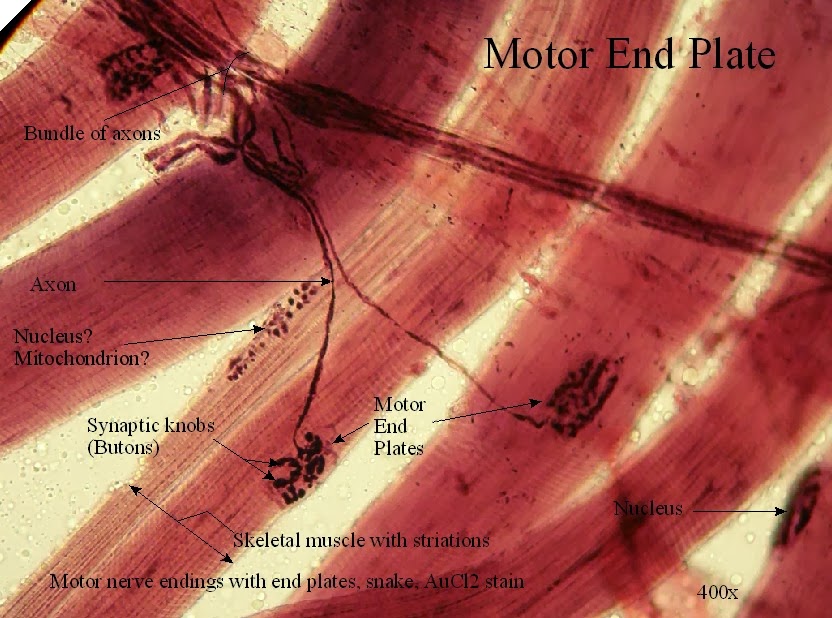 Entrenando con Cabeza: enero 2014