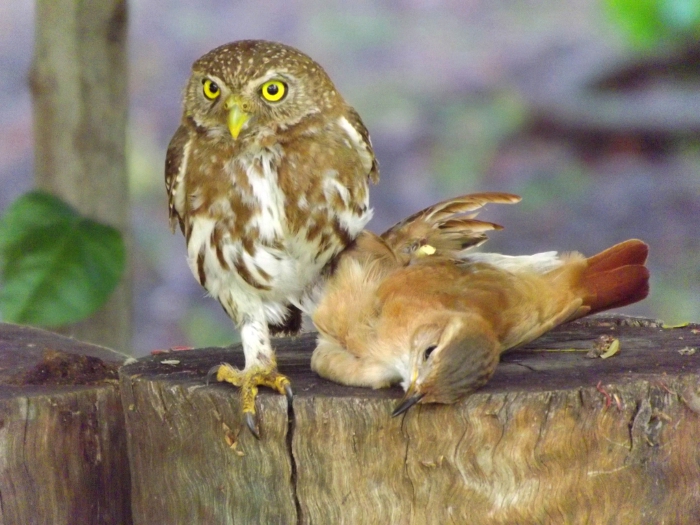 Cultura Guaraní: Leyenda el caburé o cabureí