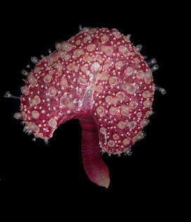 Edu2Caffe: Tabel Klasifikasi Fillum Coelenterata