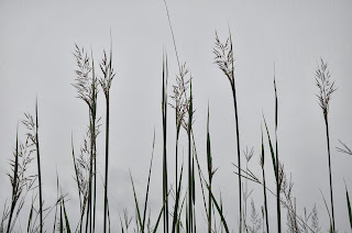 An Adirondack Naturalist in Central New York: September Come and Gone