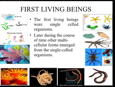 Kennedy Clan Science: First Life Forms