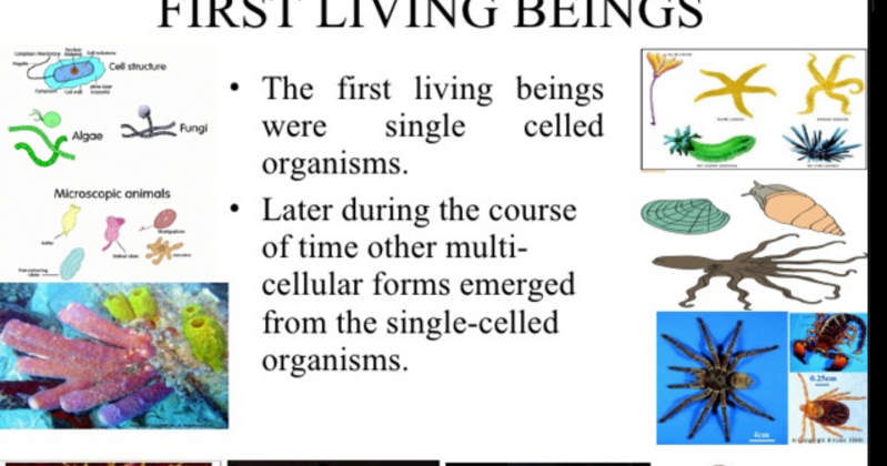 Kennedy Clan Science: First Life Forms