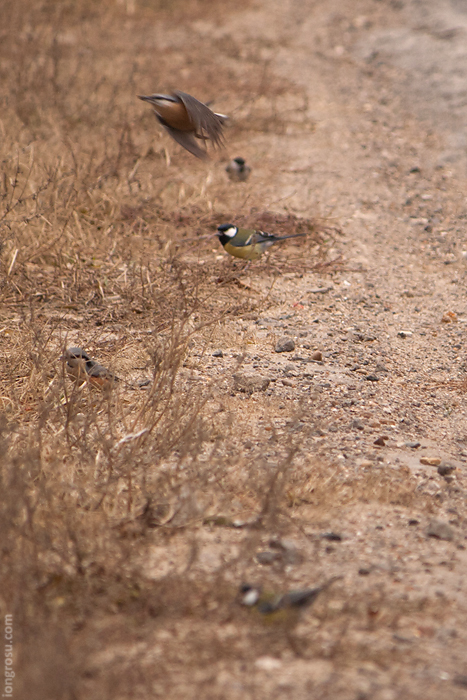 Păsări din Moldova: A opta expediţie la Goian