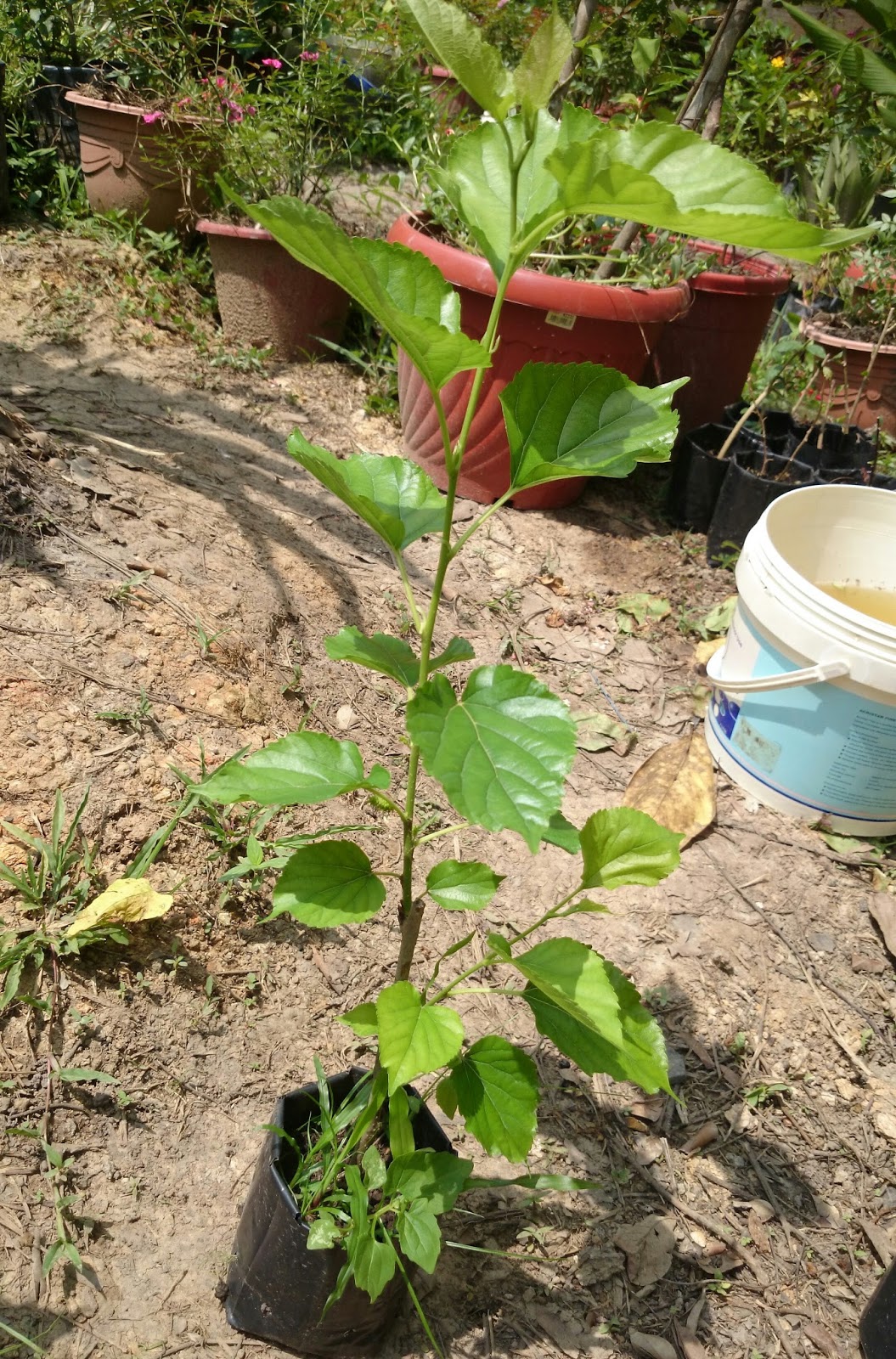 SEMAIAN KERATAN BATANG POKOK MULBERRI - Rangkuman Cara Bertanam Lengkap