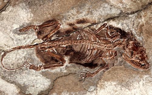 bensozia: The Amazing Fossils of Northeast China